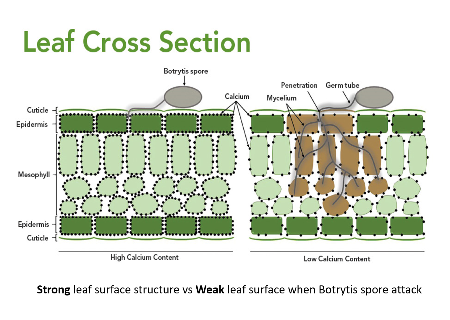 Calcium Role On Plant Cell Wall Structure